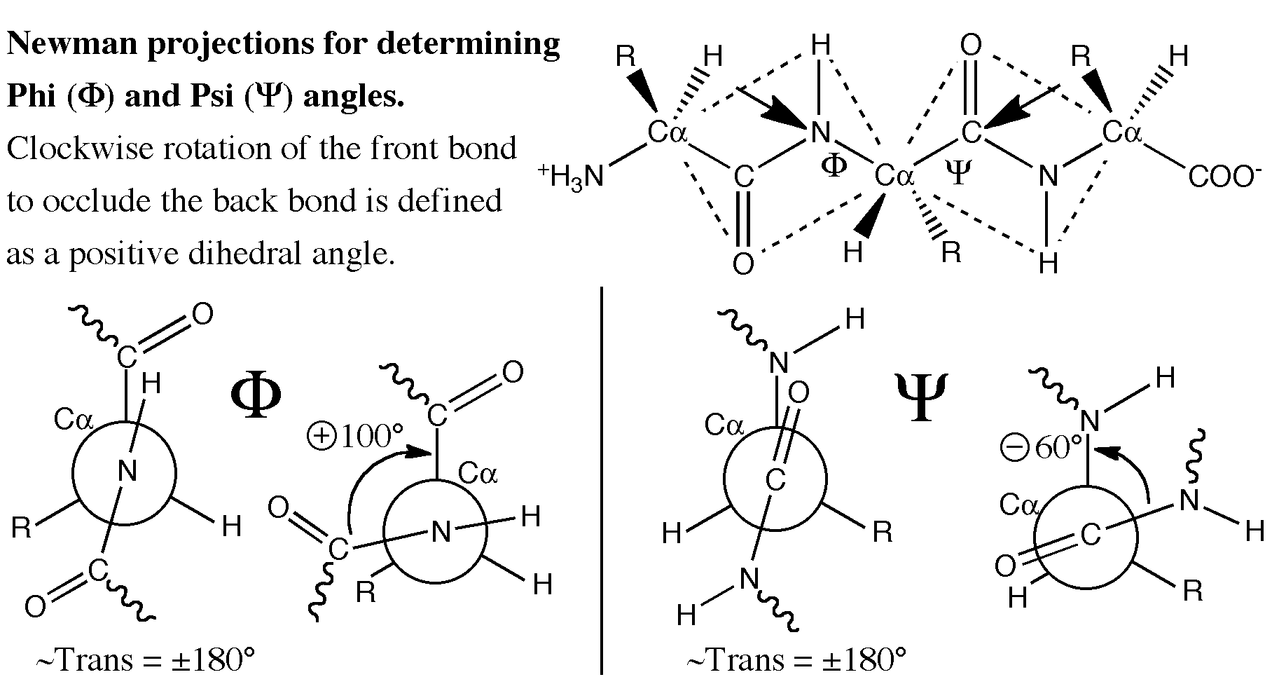 Graphical Ramachandran Diagram